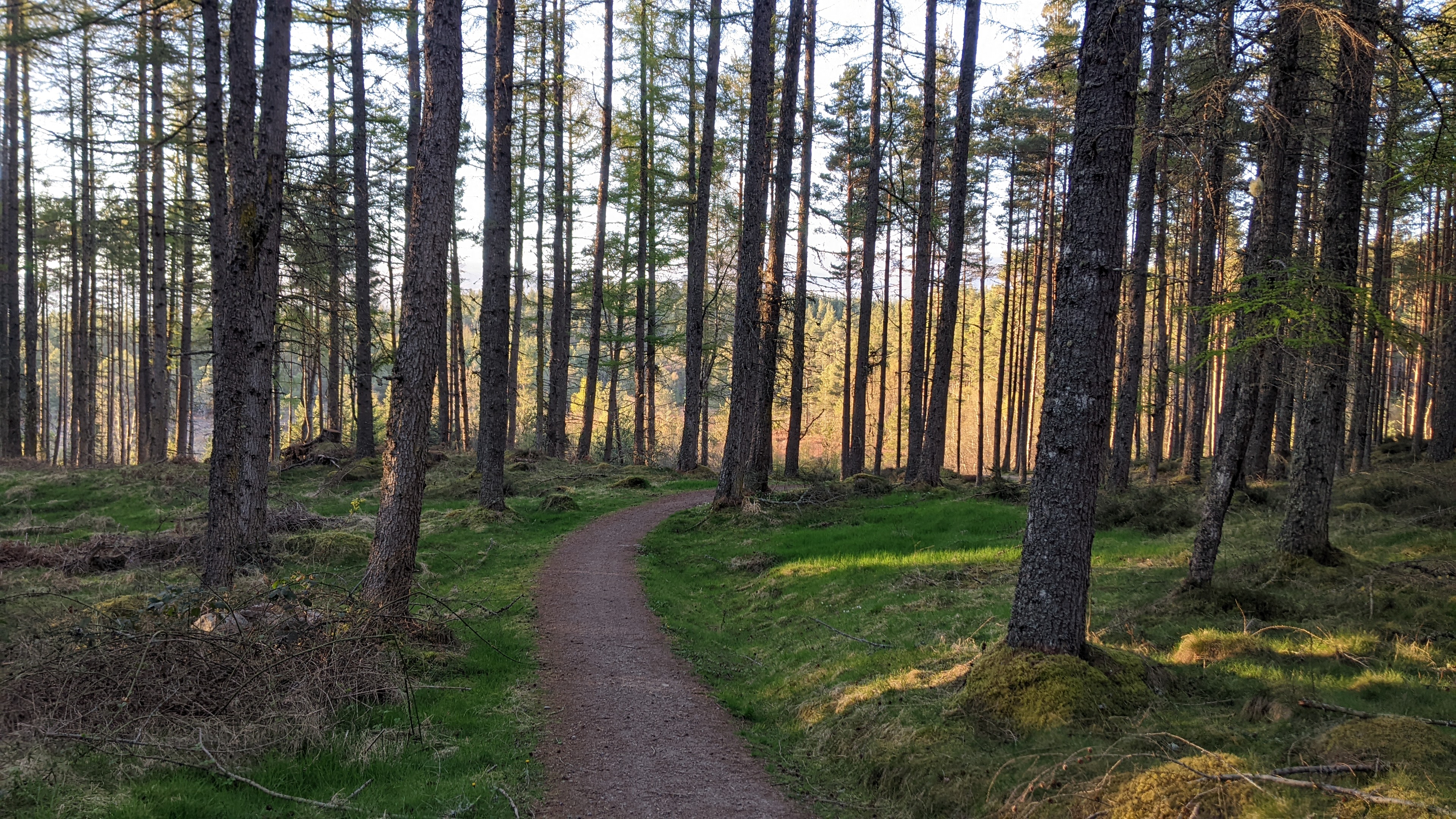 Nature Point - Contin Forest